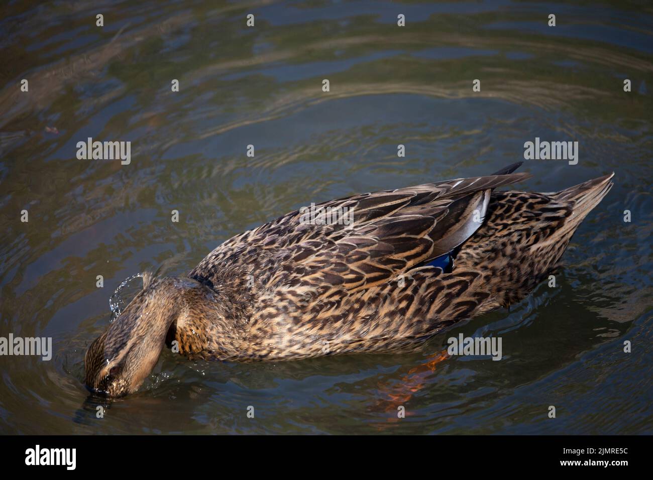 Female rouen duck, a domestic breed of mallard, (Anas platyrhynchos ...