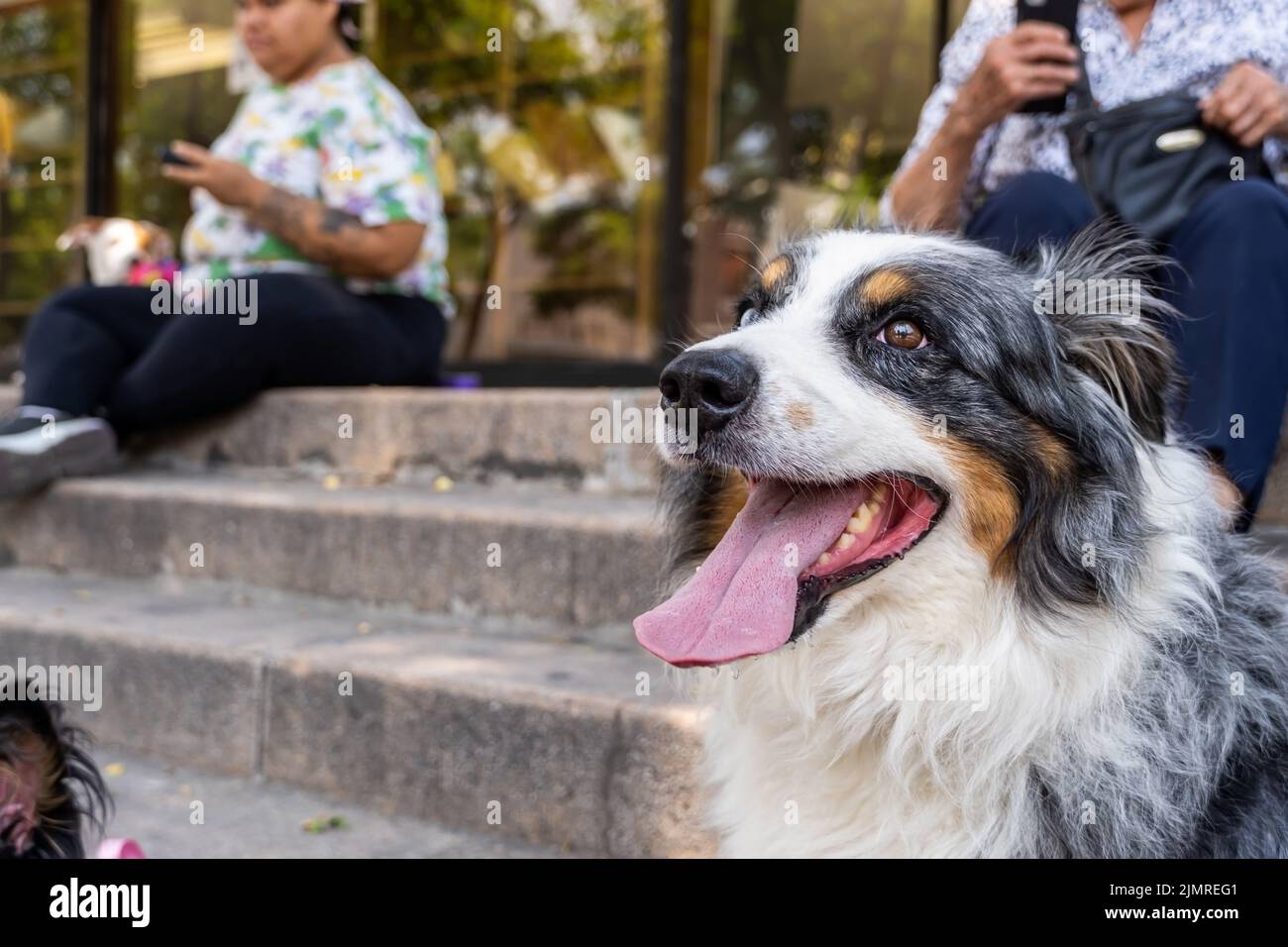 A happy adorable Border Collie dog sitting on stairs Stock Photo - Alamy