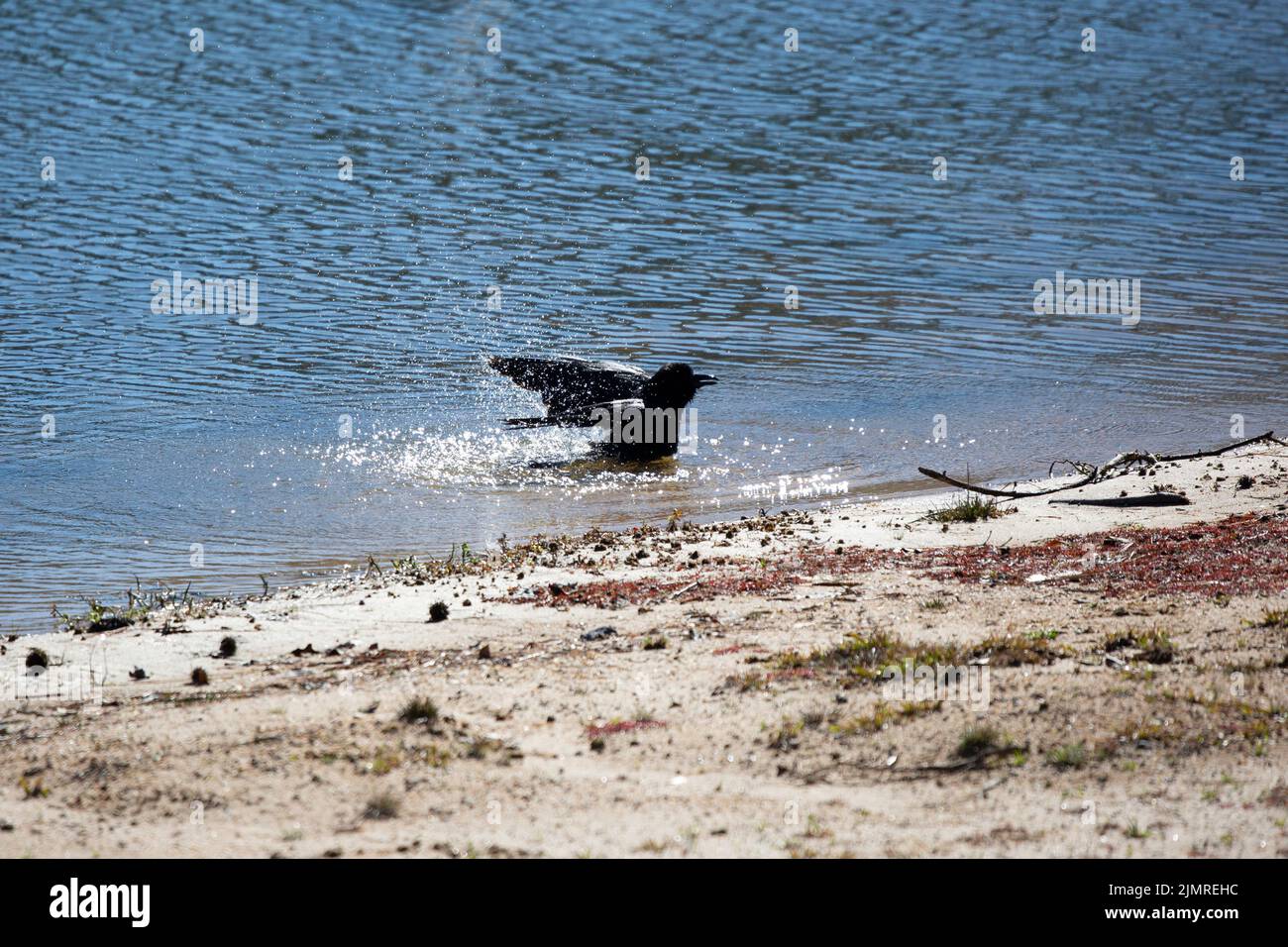 Fish crow (Corvus ossifragus) flexing its wings to get water under them ...