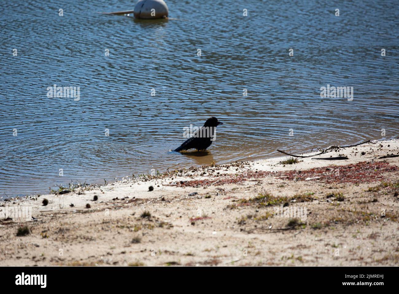 Fish crow (Corvus ossifragus) in the shallow water at the edge of a ...