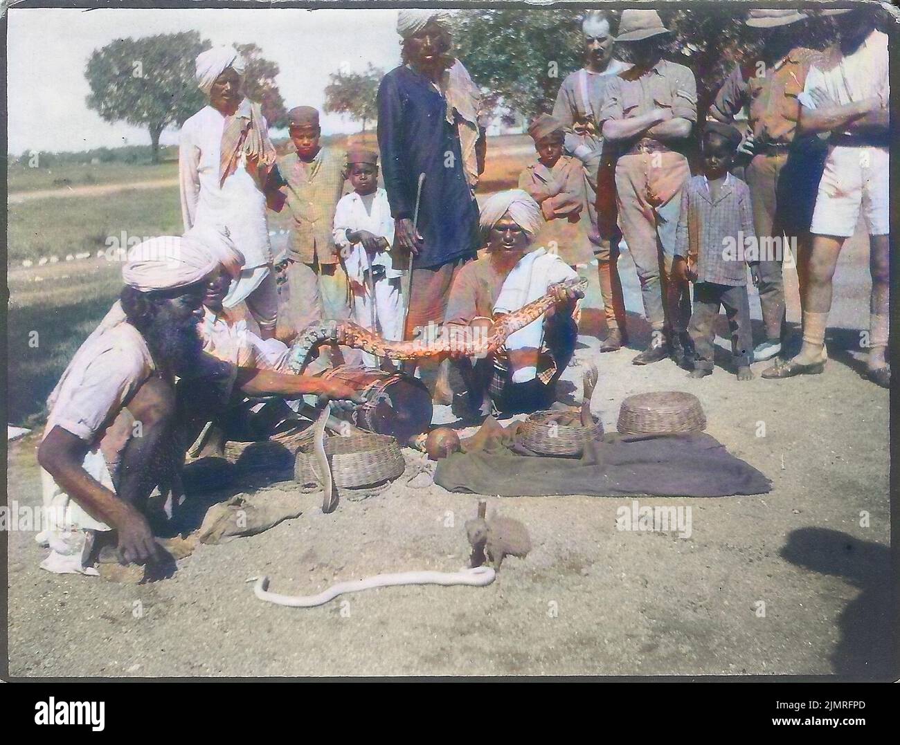 Cobra snake head raised hi-res stock photography and images - Alamy