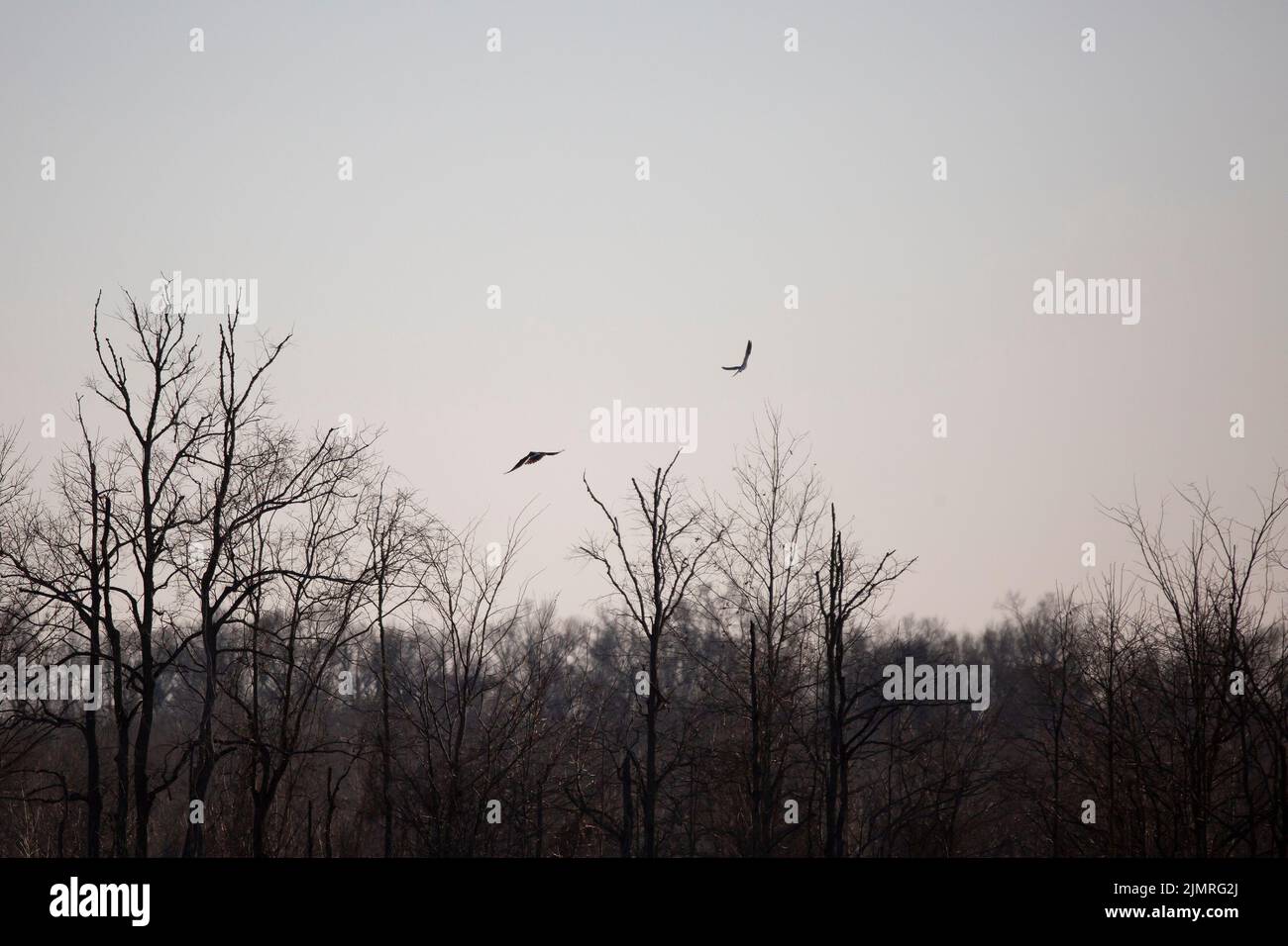 Northern harrier (Circus hudsonius) and white-tailed kite (Elanus ...
