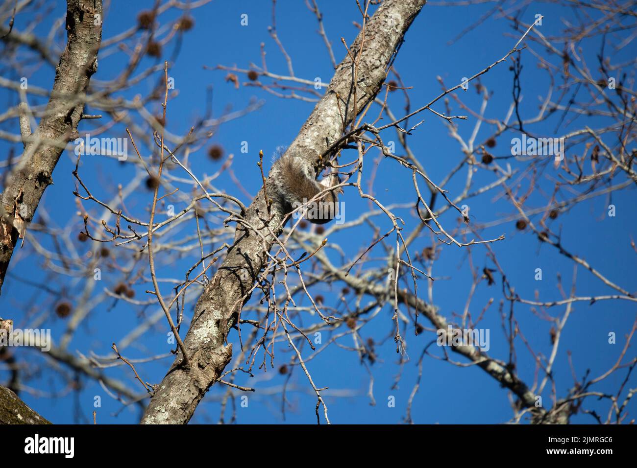 Eastern gray squirrel (Sciurus carolinensis) climbing up a tree Stock ...