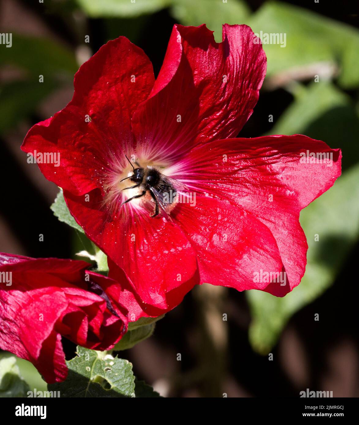 Bumblebee Collecting Nectar from Red Hollyhock Alcea Flower Stock Photo ...