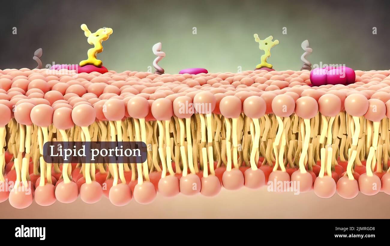 Lipid layer hi-res stock photography and images - Alamy
