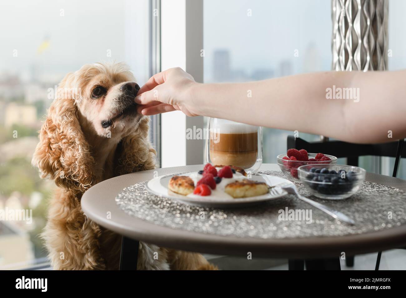 The female hand gives food to the dog. The dog eats food from his hand ...