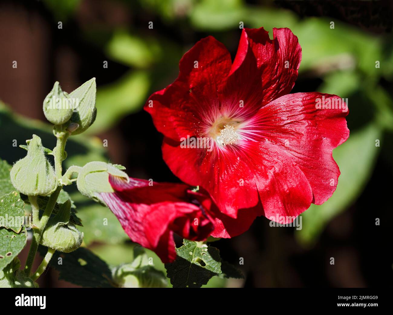 Red Hollyhock Alcea Flower Stock Photo - Alamy