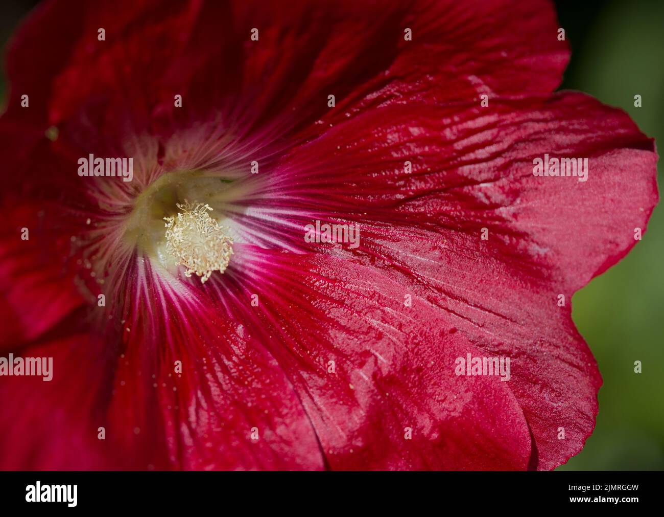 Red Hollyhock Alcea Flower Close Up Stock Photo - Alamy