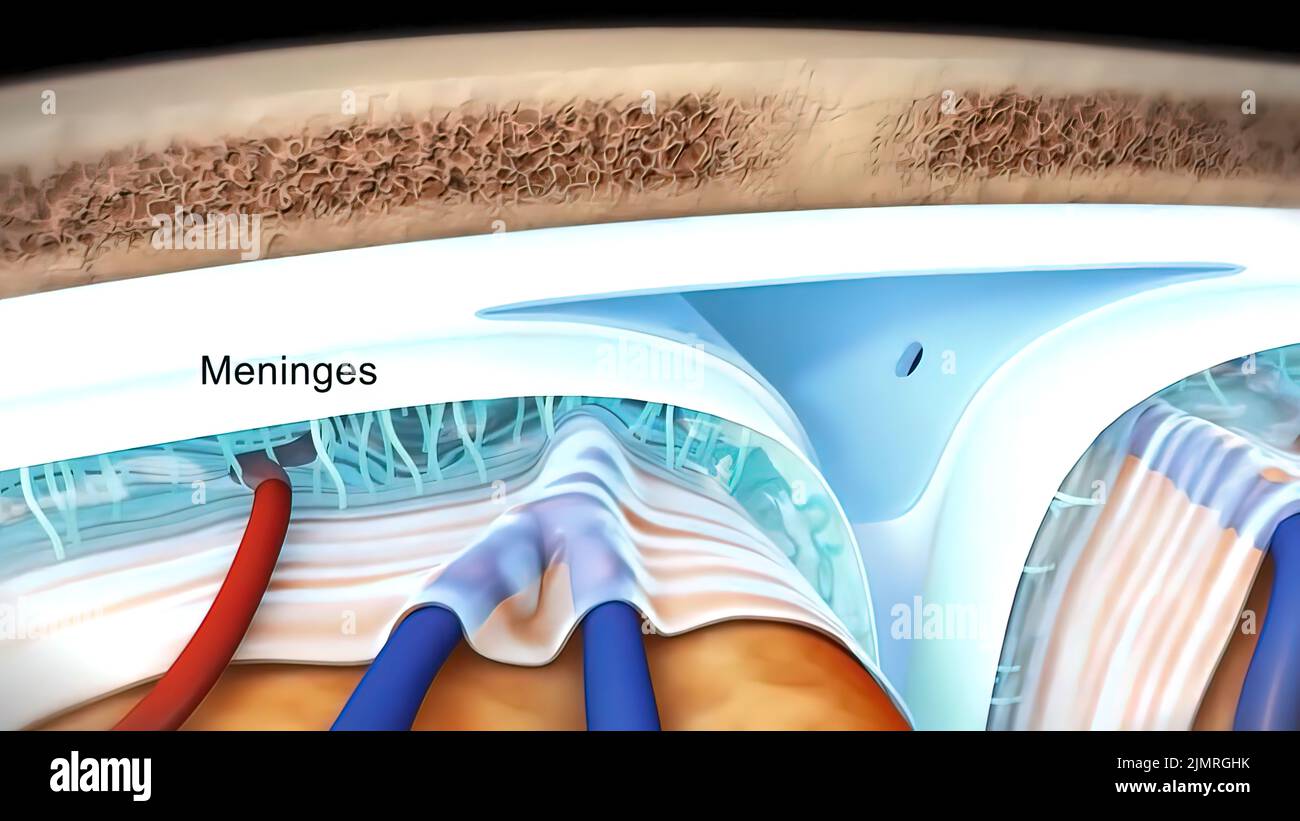 Meninges layers hi-res stock photography and images - Alamy