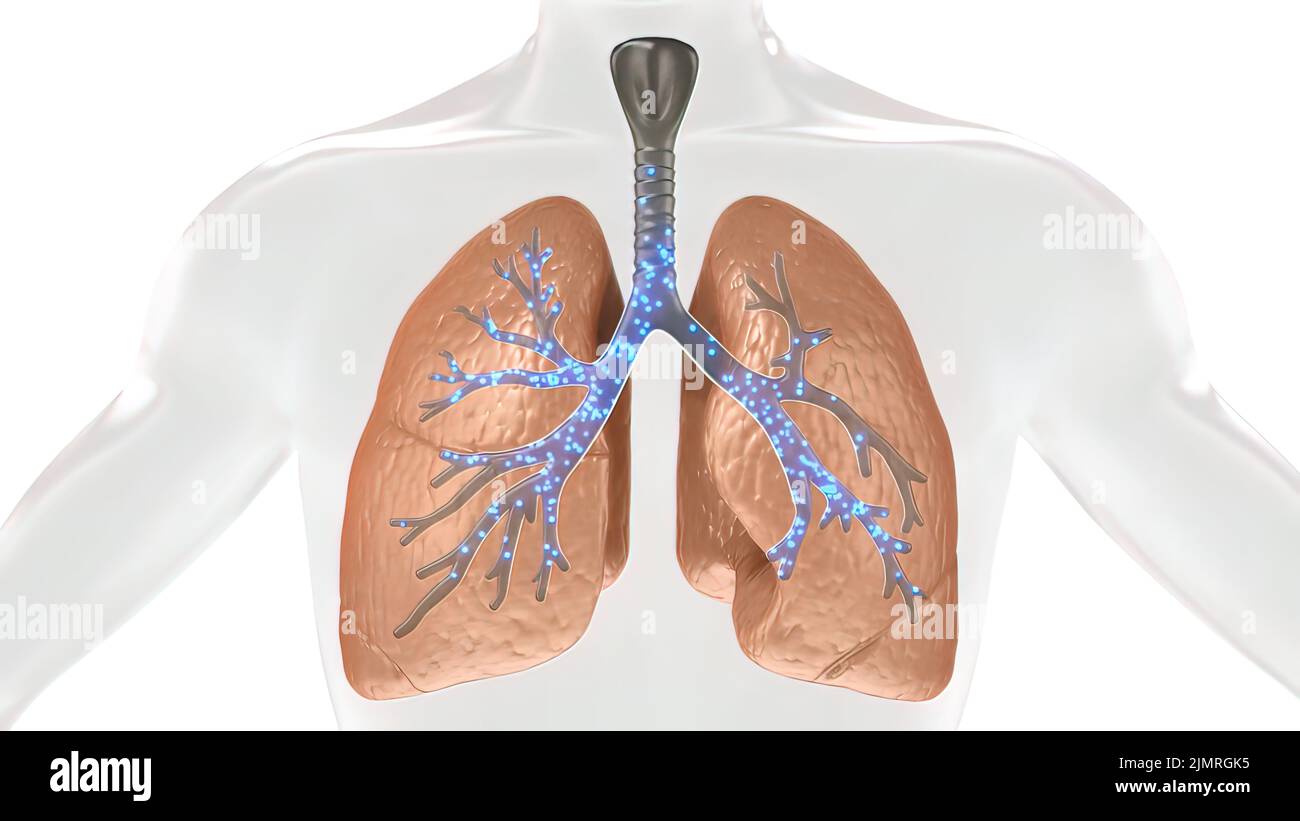 Lungs structure and bronchi and alveoli hi-res stock photography and ...