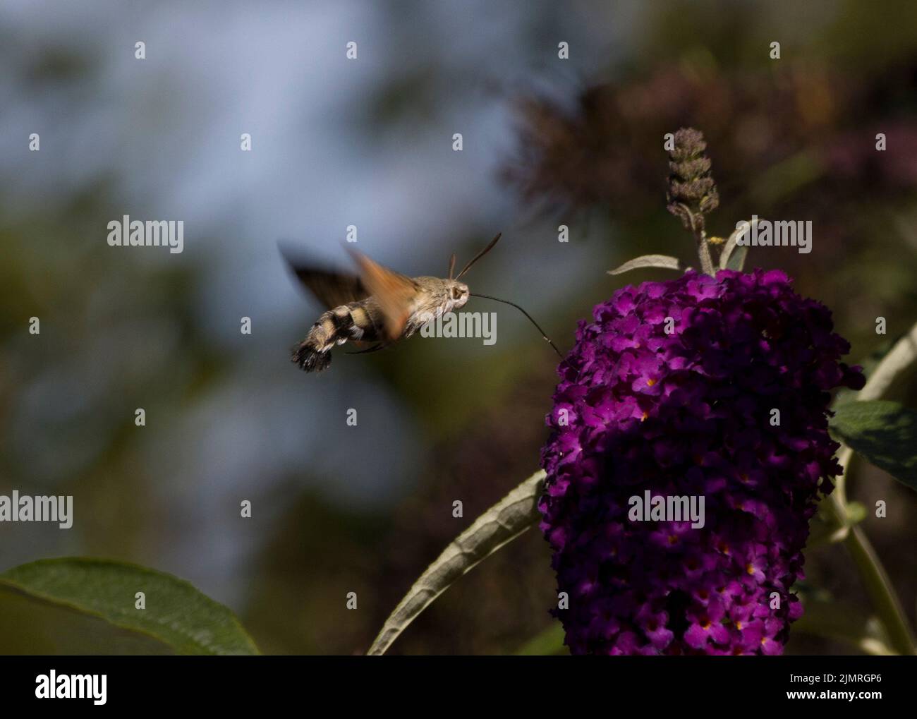 Hummingbird Hawk Moth Macroglossum stellatarum Hovering over Purple ...