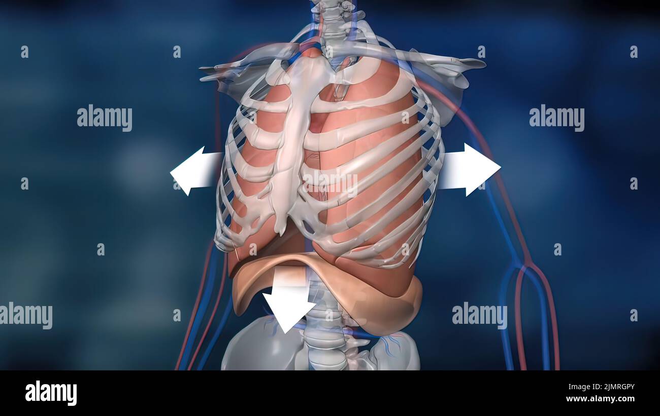 Lung skeleton hi-res stock photography and images - Alamy