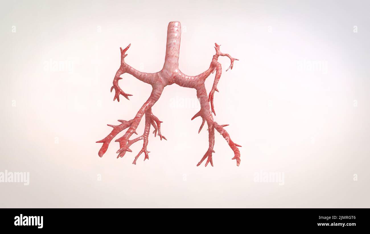 Upper airway anatomy hi-res stock photography and images - Alamy