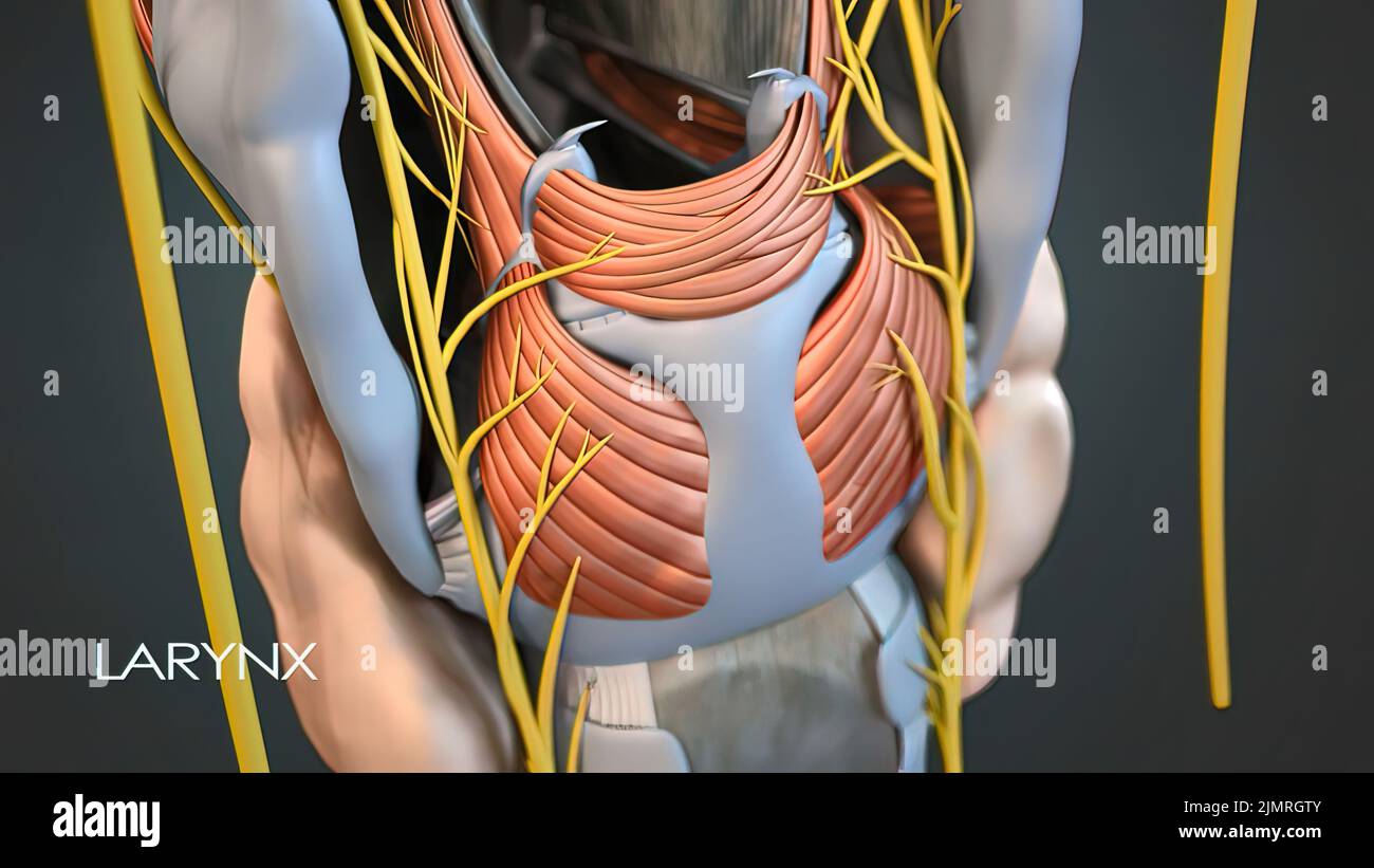 Organs bronchi biology anatomy larynx hi-res stock photography and ...