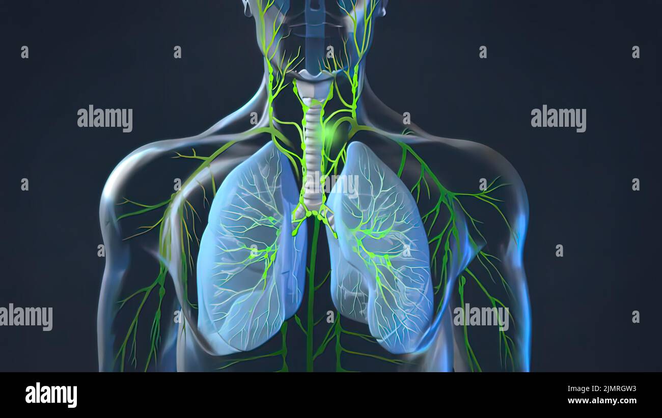 Lymphatic vessels anatomy hi-res stock photography and images - Alamy
