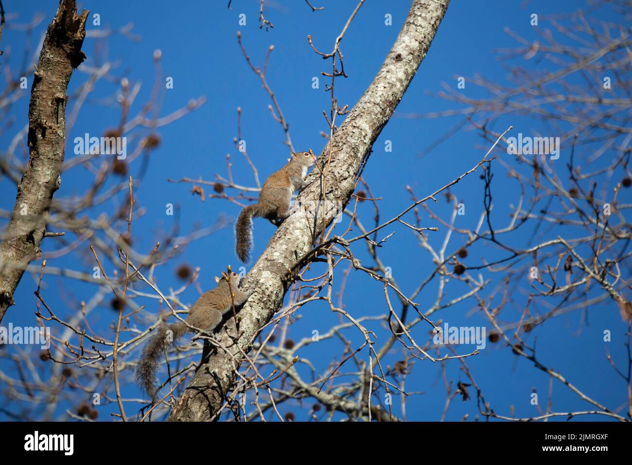 Pair of eastern gray squirrels (Sciurus carolinensis) climbing a tree ...