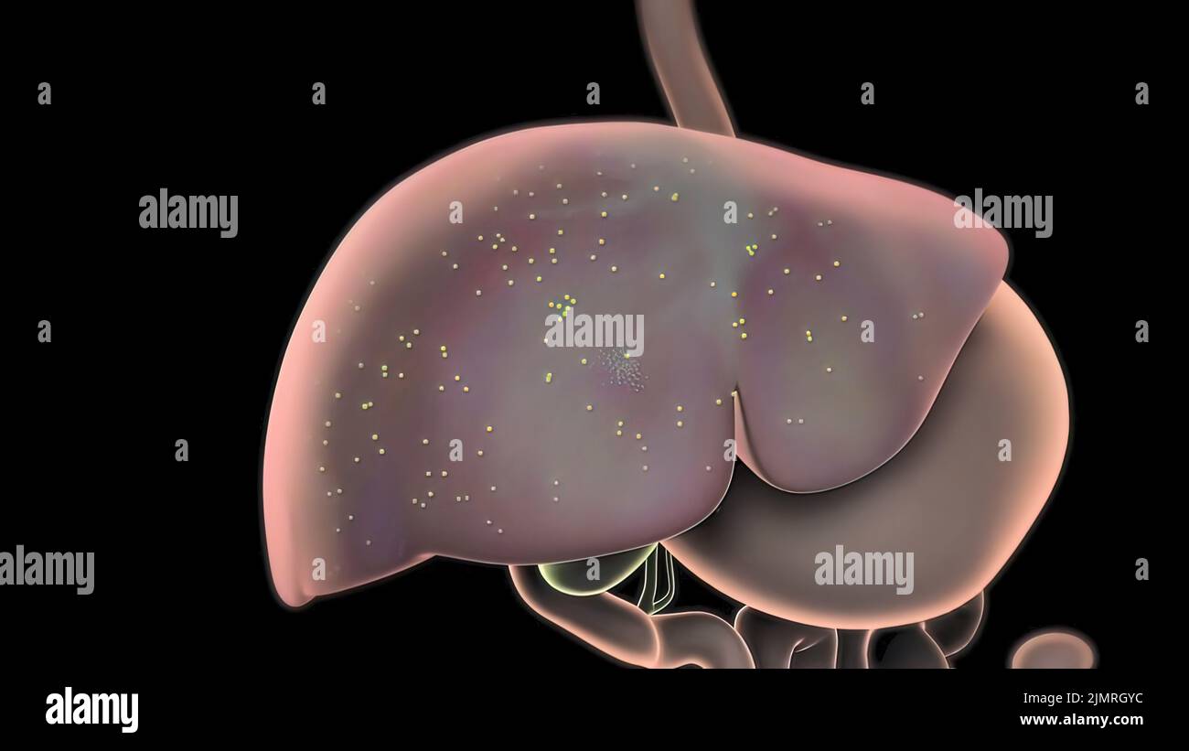 Gallbladder structure hi-res stock photography and images - Alamy