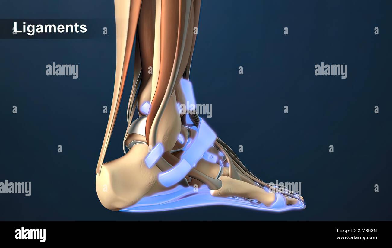 Foot tendon bone hi-res stock photography and images - Alamy