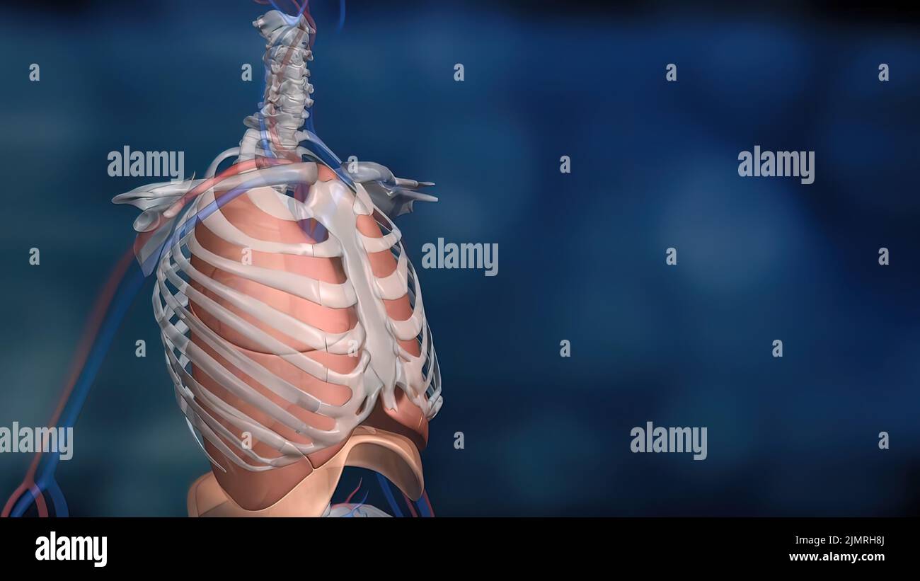 Lung tissue with pneumonia hi-res stock photography and images - Alamy