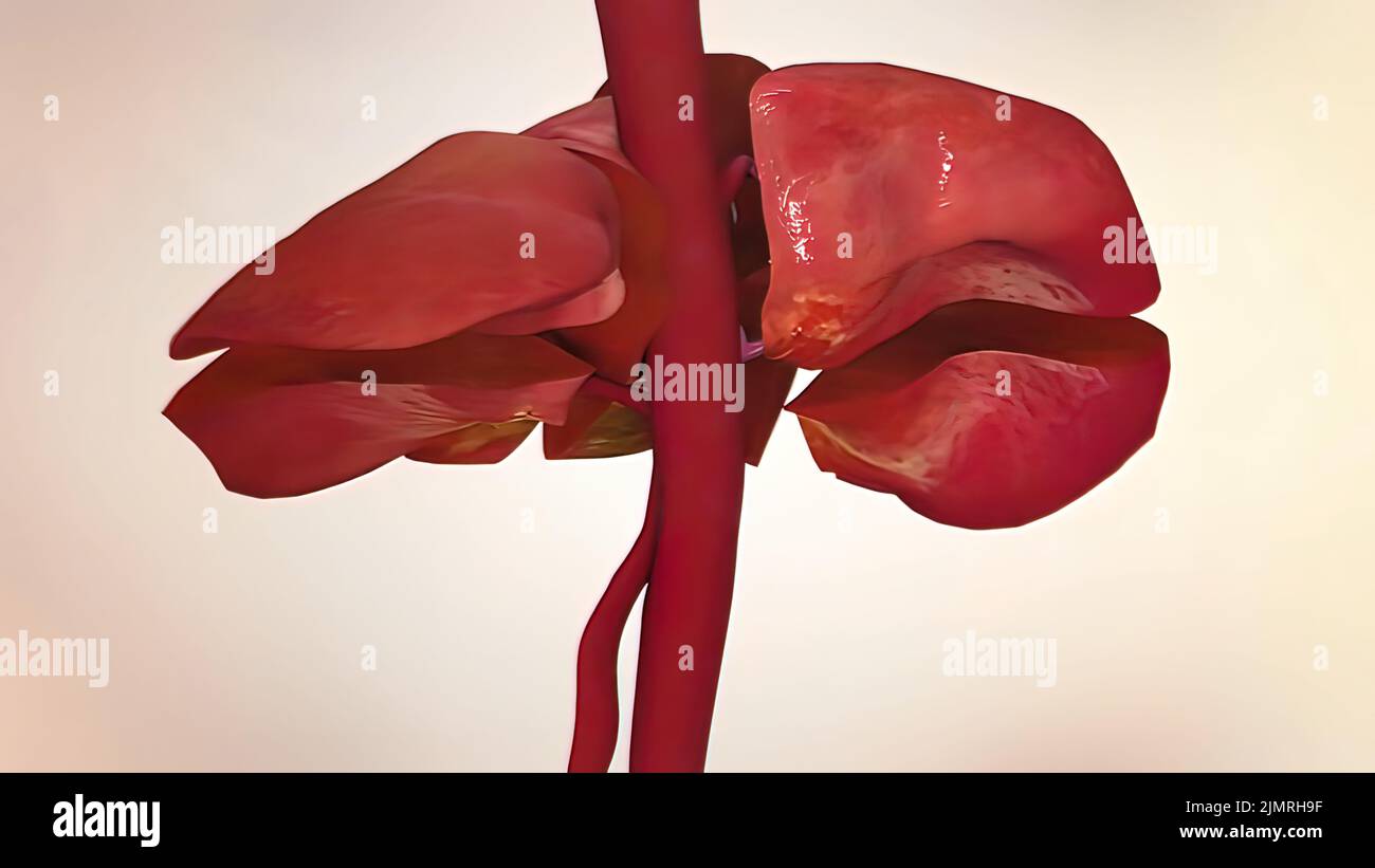 Infographic internal human organs hi-res stock photography and images ...