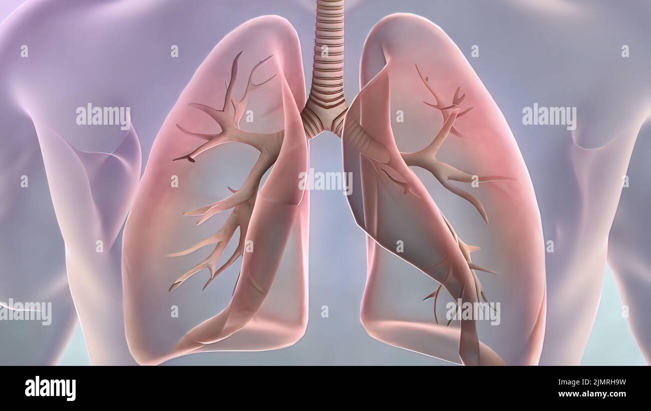 Lungs structure and bronchi and alveoli hi-res stock photography and ...
