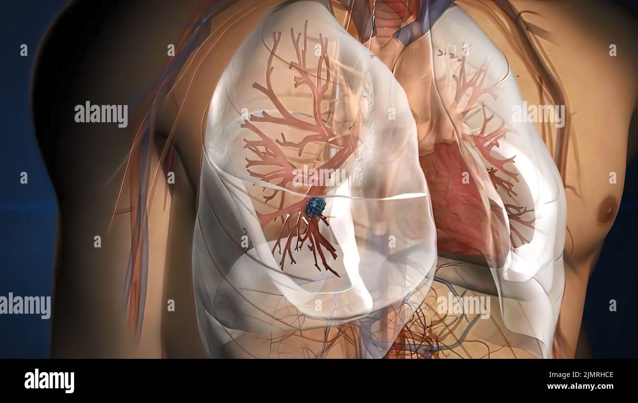 Lungs respiration oxygen exchange hi-res stock photography and images - Alamy