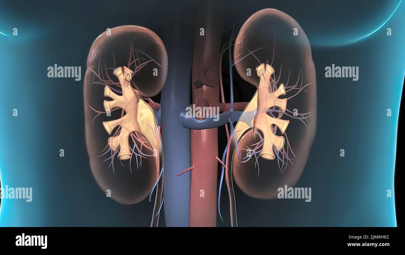 Nephrons of the kidney hi-res stock photography and images - Alamy