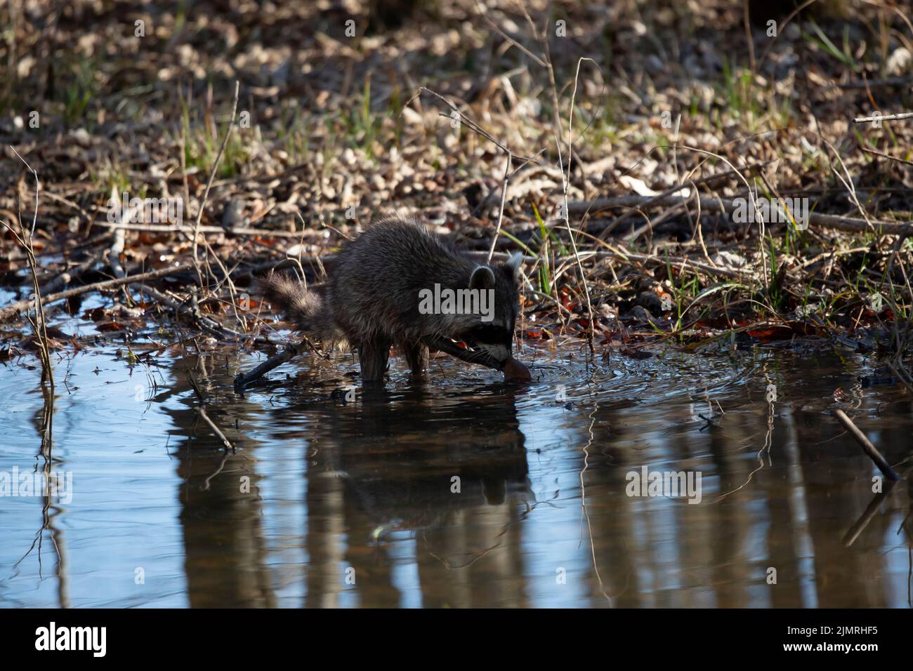 Common raccoon (Procyon lotor), also known as a washing bear, washing ...