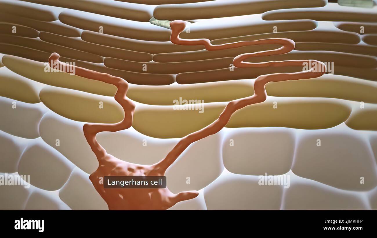 Islets of langerhans pancreas hi-res stock photography and images - Alamy