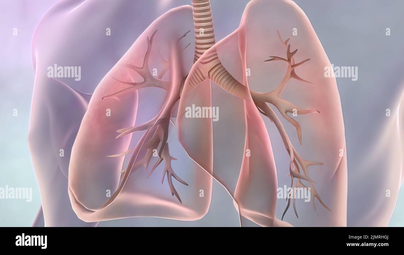 Bronchopulmonary system hi-res stock photography and images - Alamy