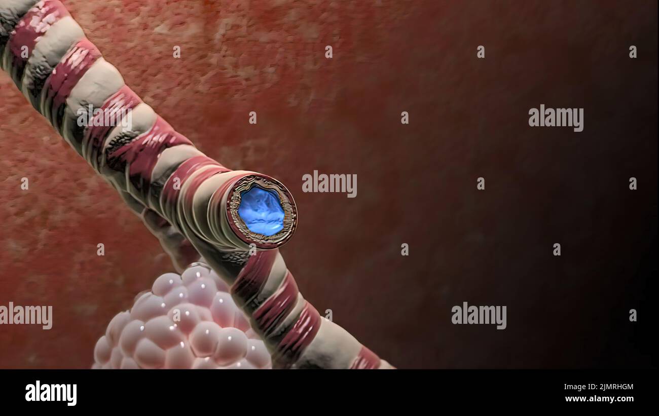 Lung thoracic hi-res stock photography and images - Alamy