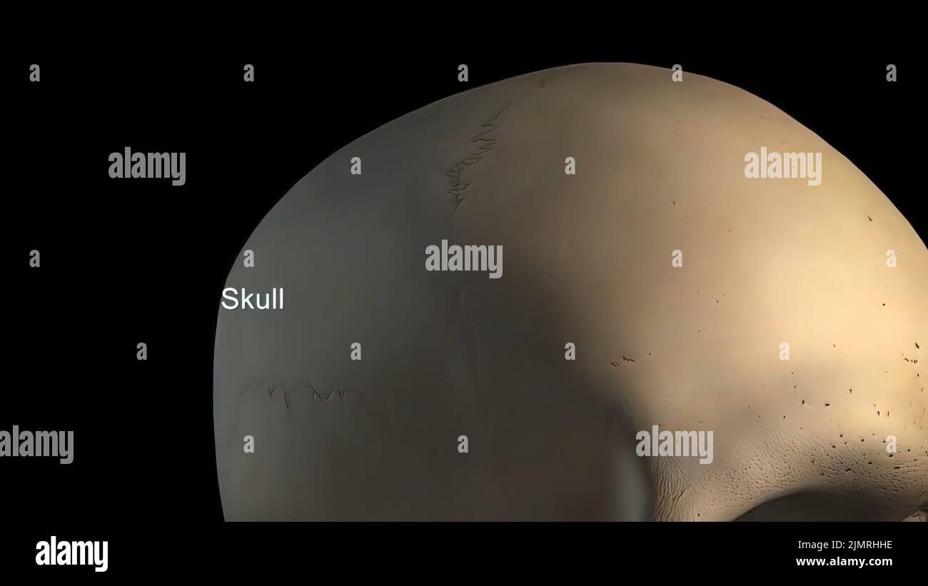 Meninges layers hi-res stock photography and images - Alamy