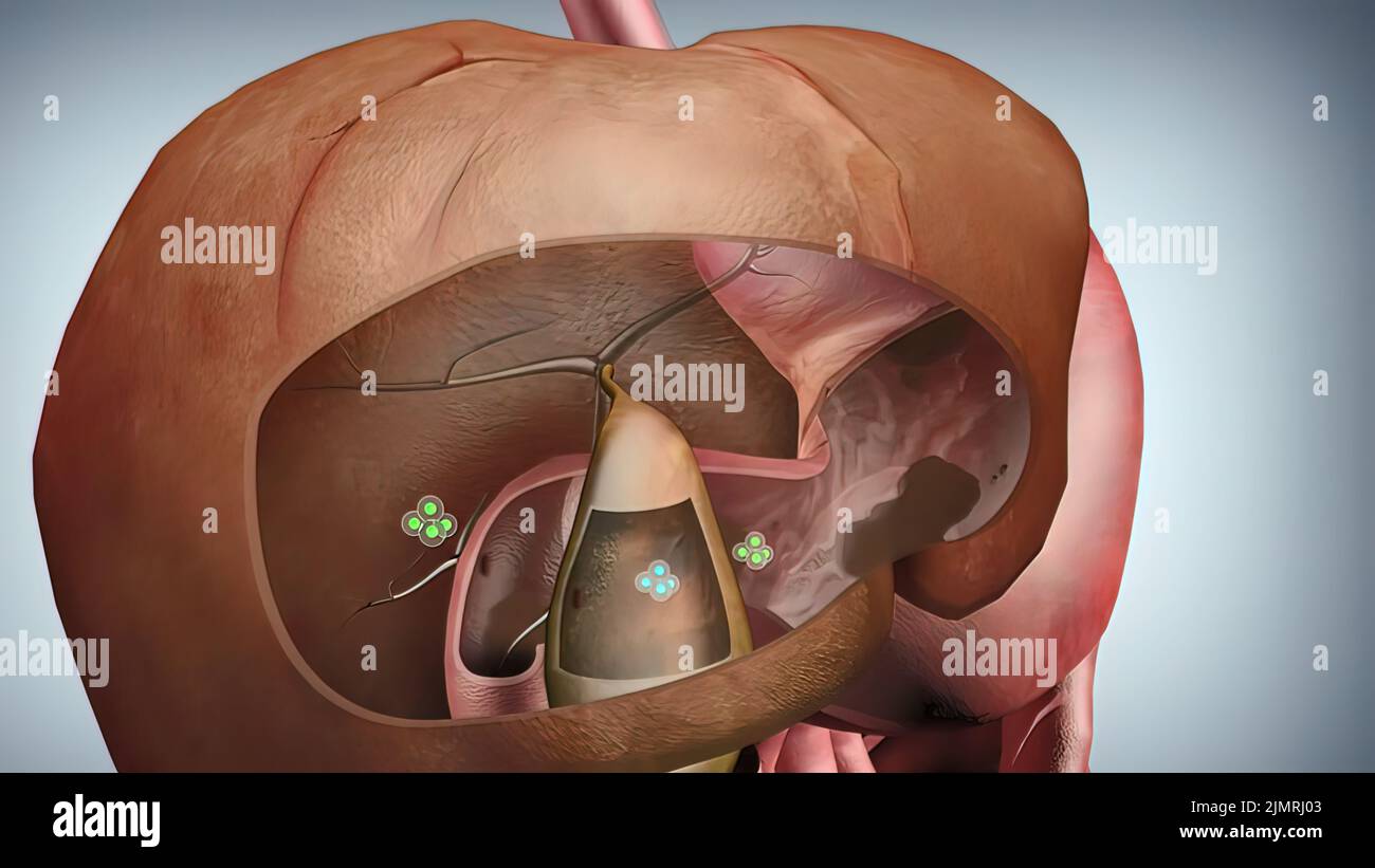 Liver kidney hi-res stock photography and images - Alamy