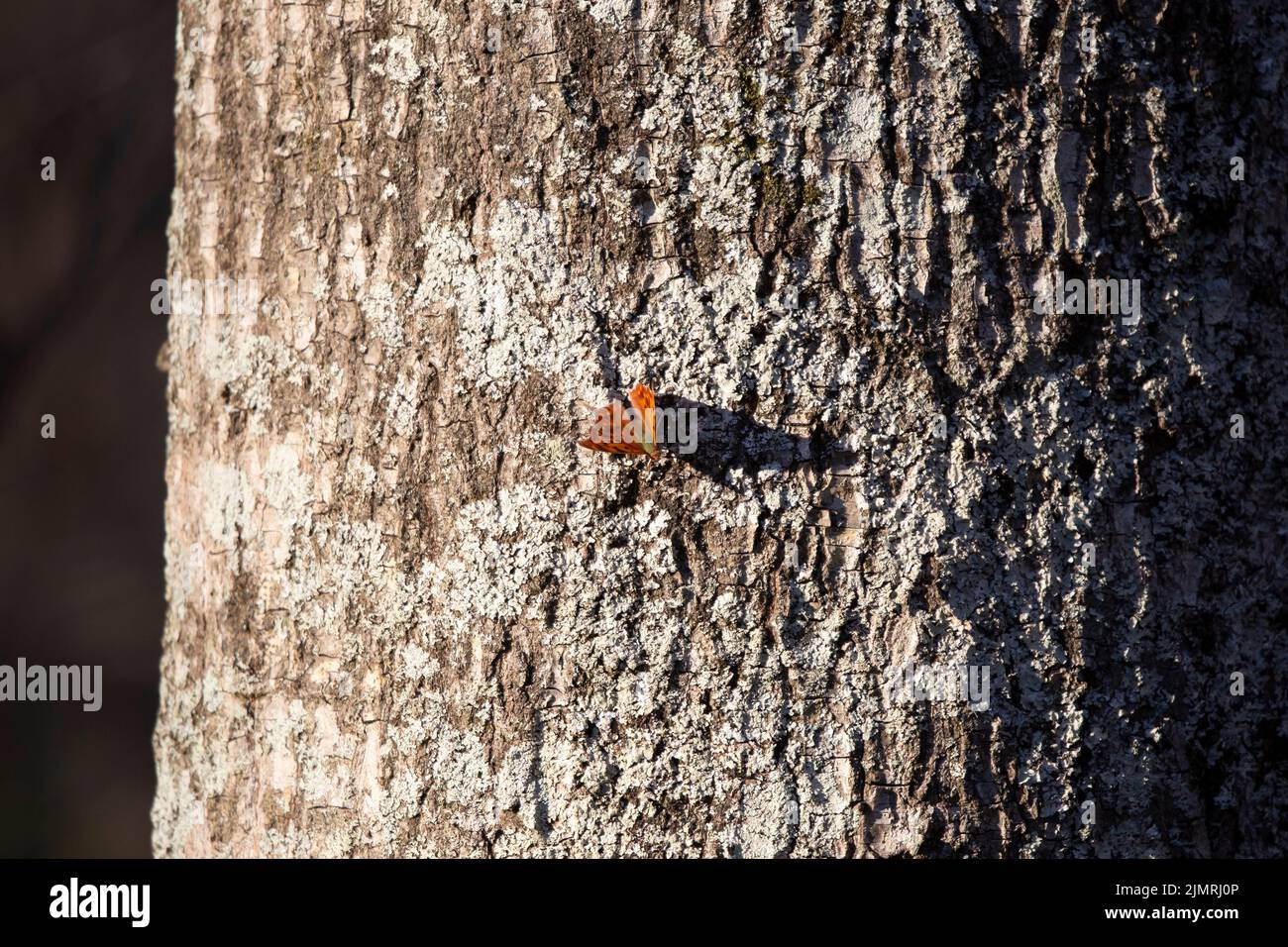 Question mark butterfly (Polygonia interrogationis) on a tree trunk ...