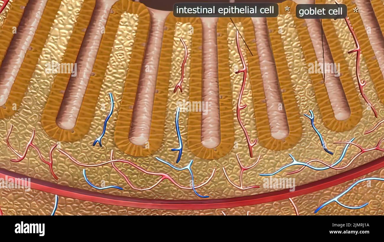 Gut health large intestine hi-res stock photography and images - Alamy