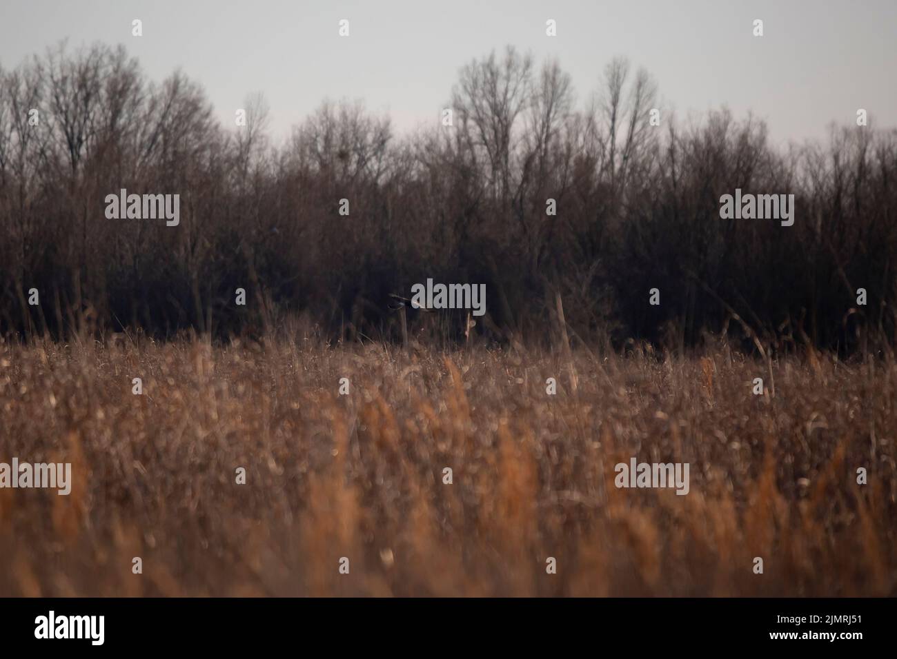 Black hawk flying over field hi-res stock photography and images - Alamy
