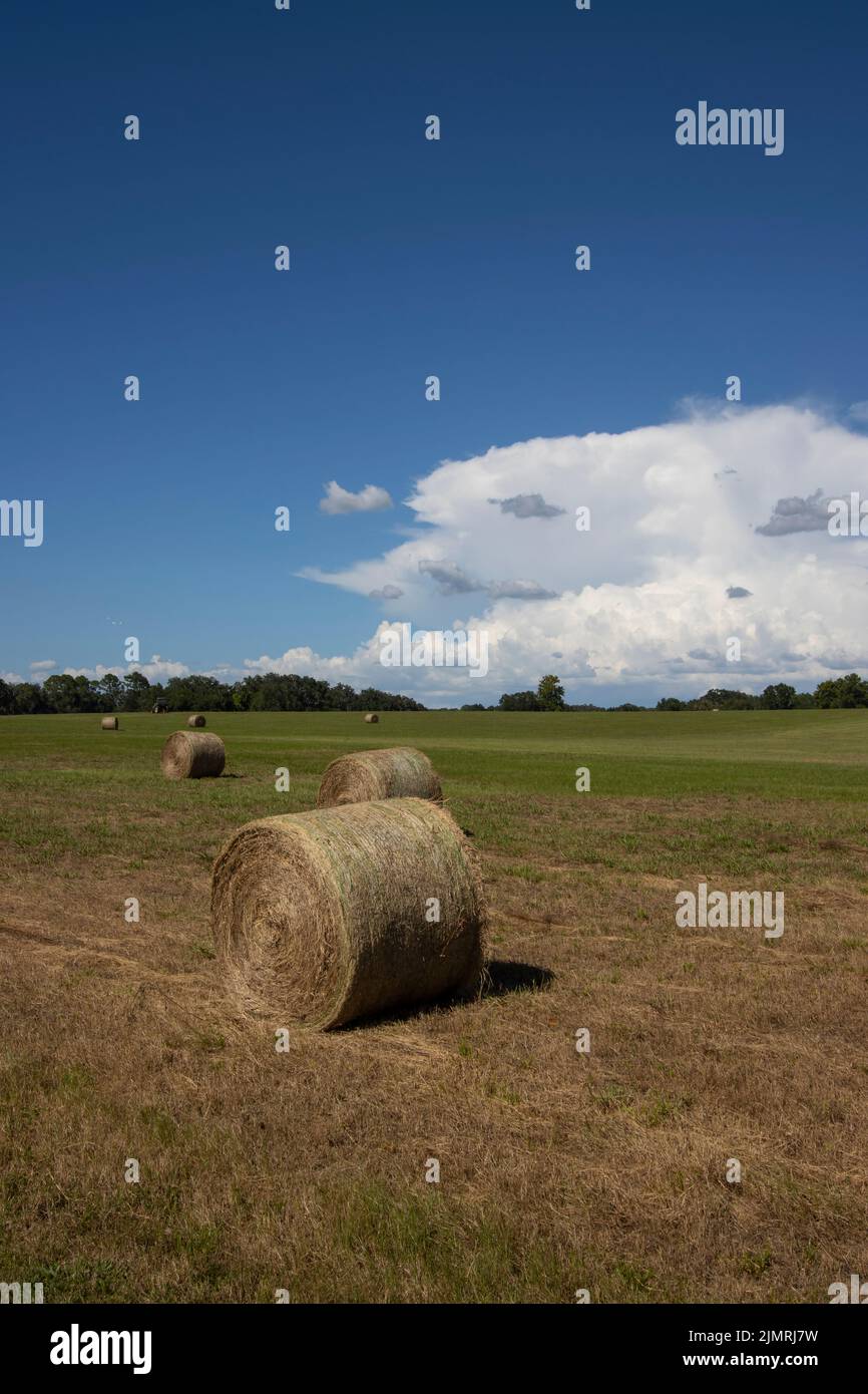 Bales of hay on a Florida ranch Stock Photo - Alamy