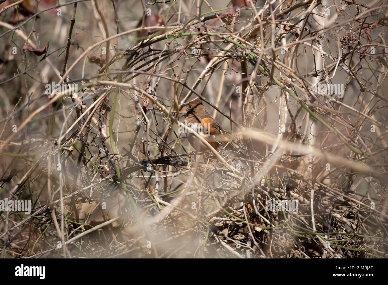 Female eastern towhee (Pipilo erythrophthalmus) bird singing from its ...