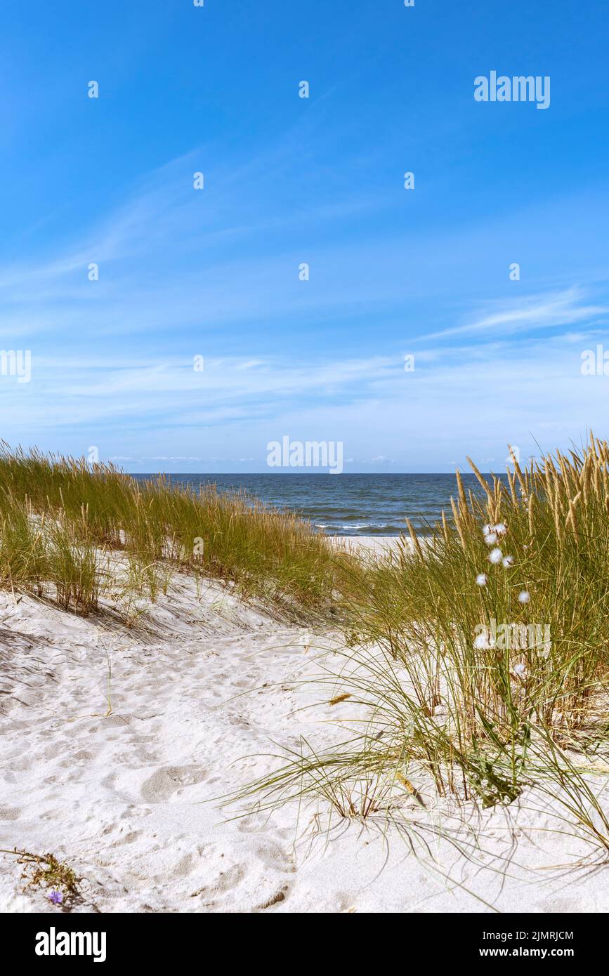 Sandy Path through the dunes leading to the beach. Sandy beach, Baltic ...