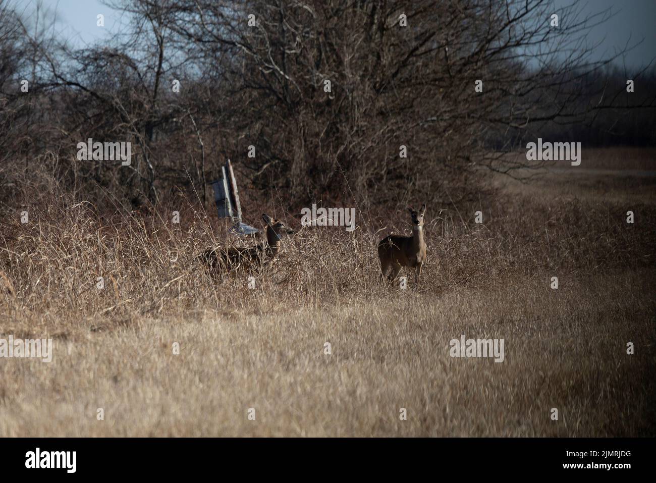 Pair of white-tailed deer does (Odocoileus virginianus) standing in ...