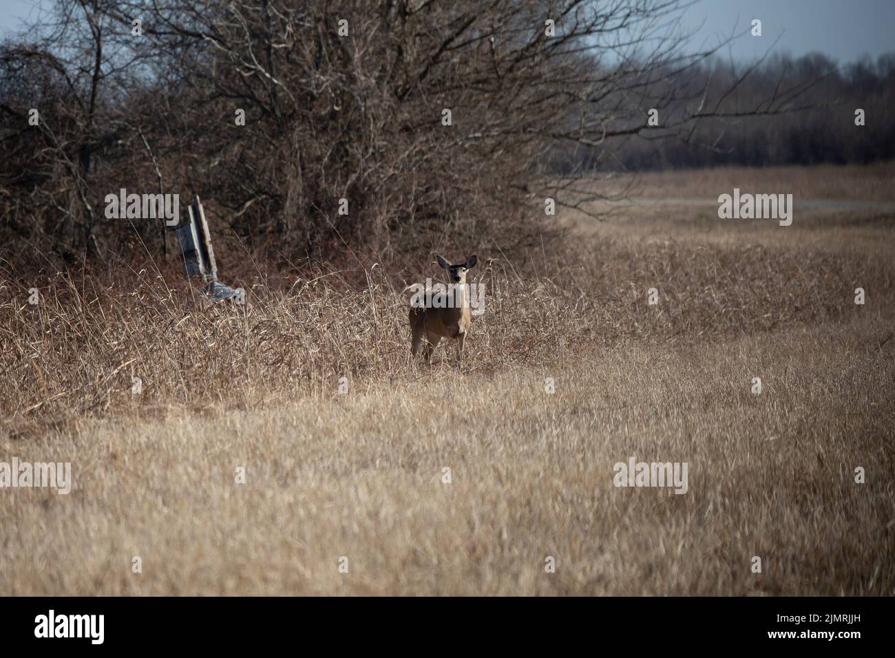 Three-legged white-tailed doe (Odocoileus virginianus) deer with dried ...
