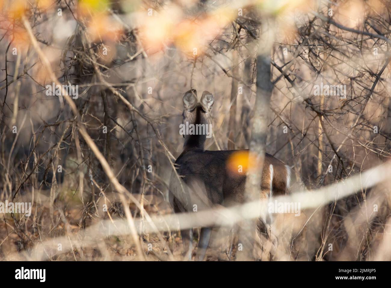White-tailed doe deer (Odocoileus virginianus) facing away in ...