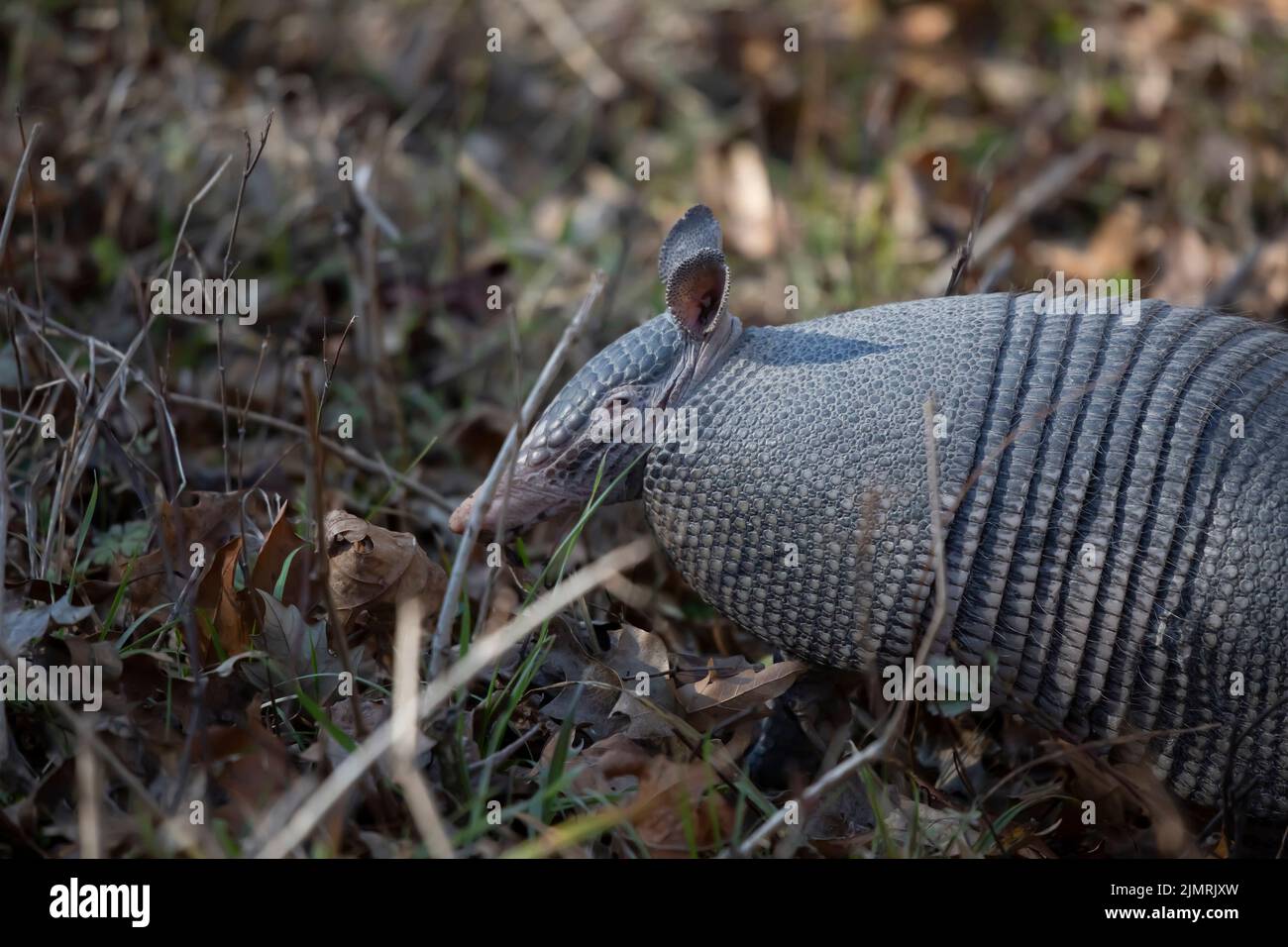 Nine-banded armadillo (Dasypus novemcinctus) with its eye partially ...
