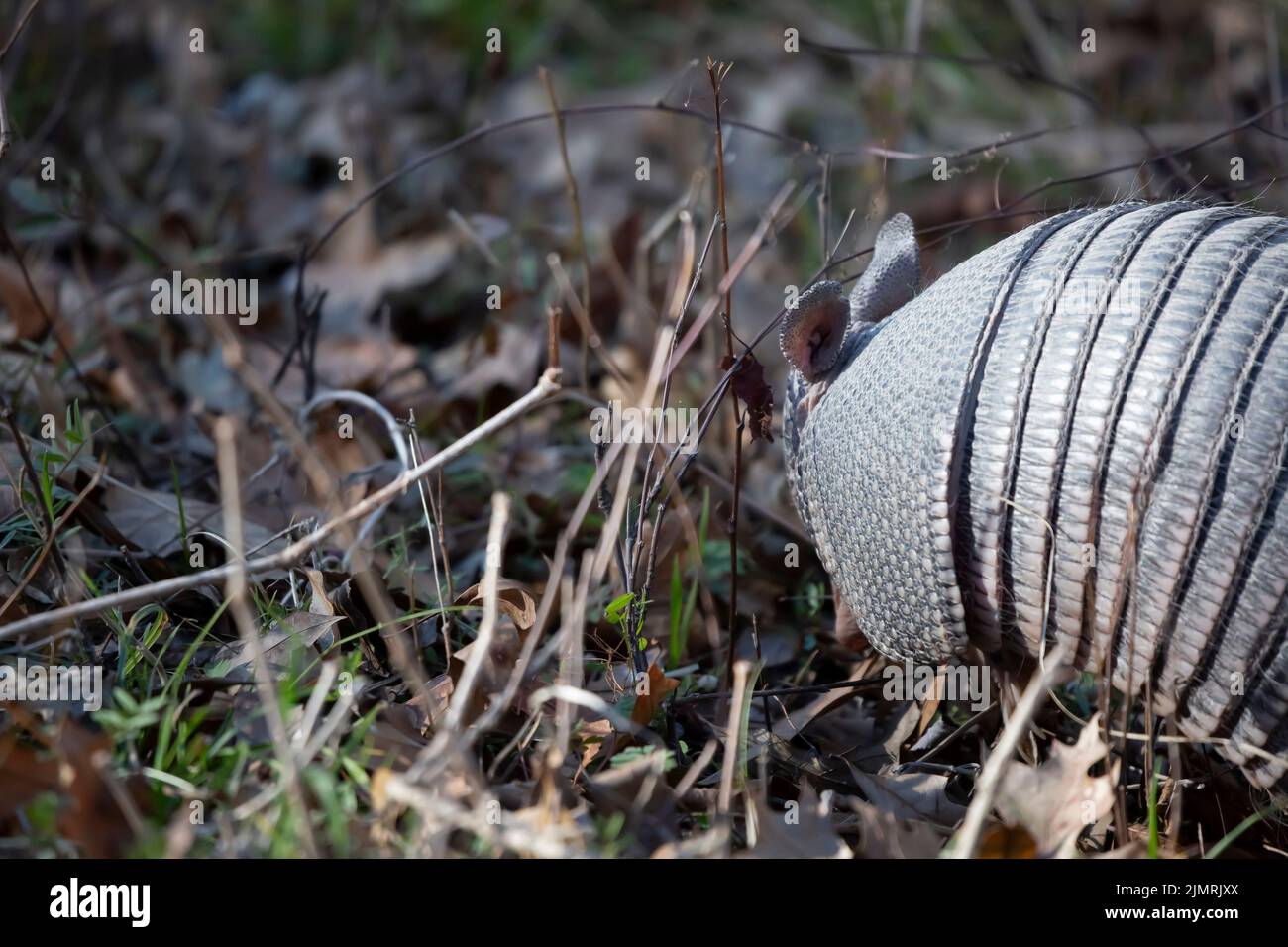 Nine-banded armadillo (Dasypus novemcinctus) facing away as it forages ...