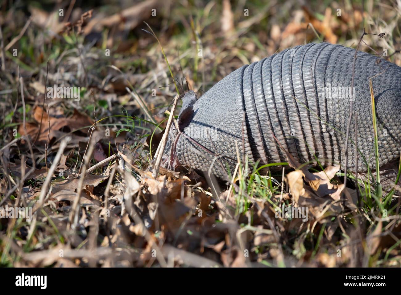Nine-banded armadillo (Dasypus novemcinctus) with its snout in dried ...