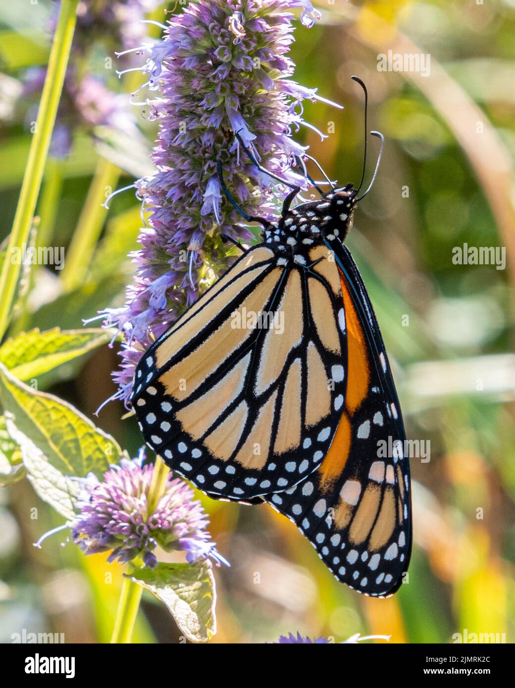 A monarch butterfly on a a milkweed plant Stock Photo - Alamy