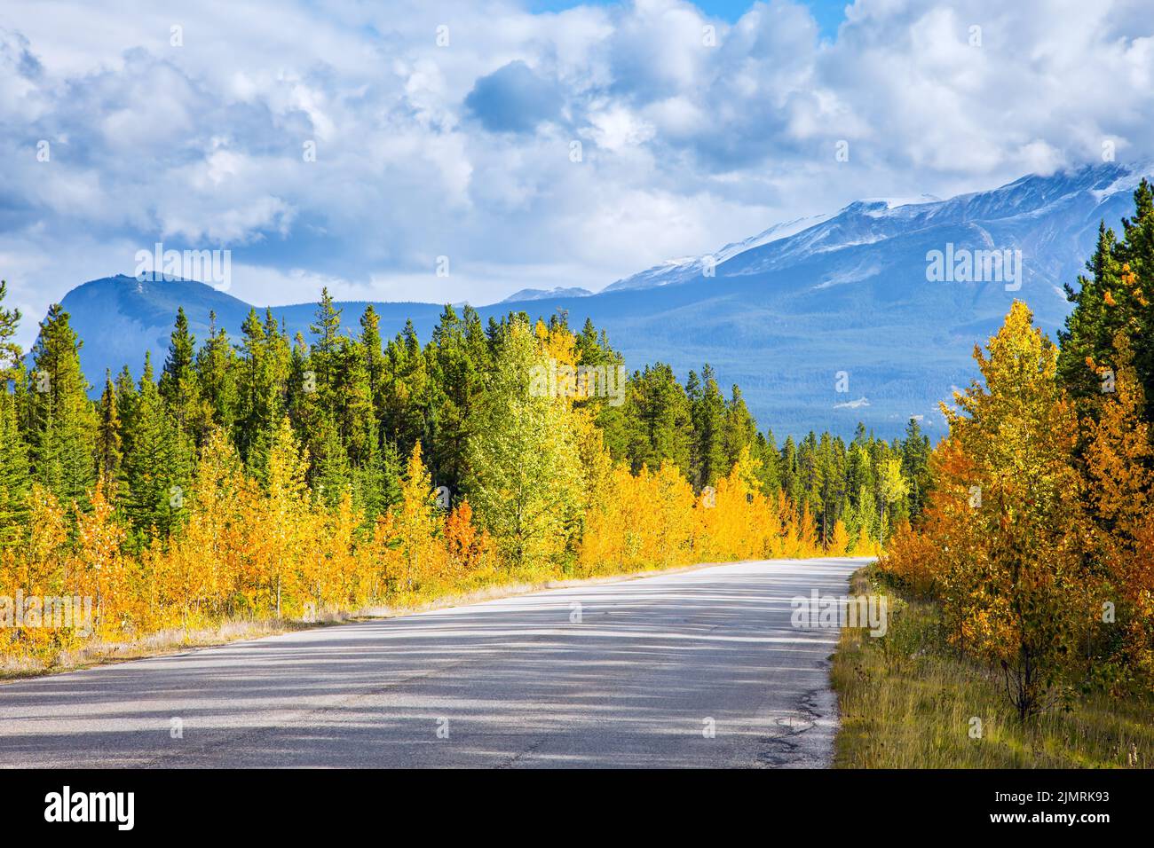 Canadian lush forest hi-res stock photography and images - Alamy