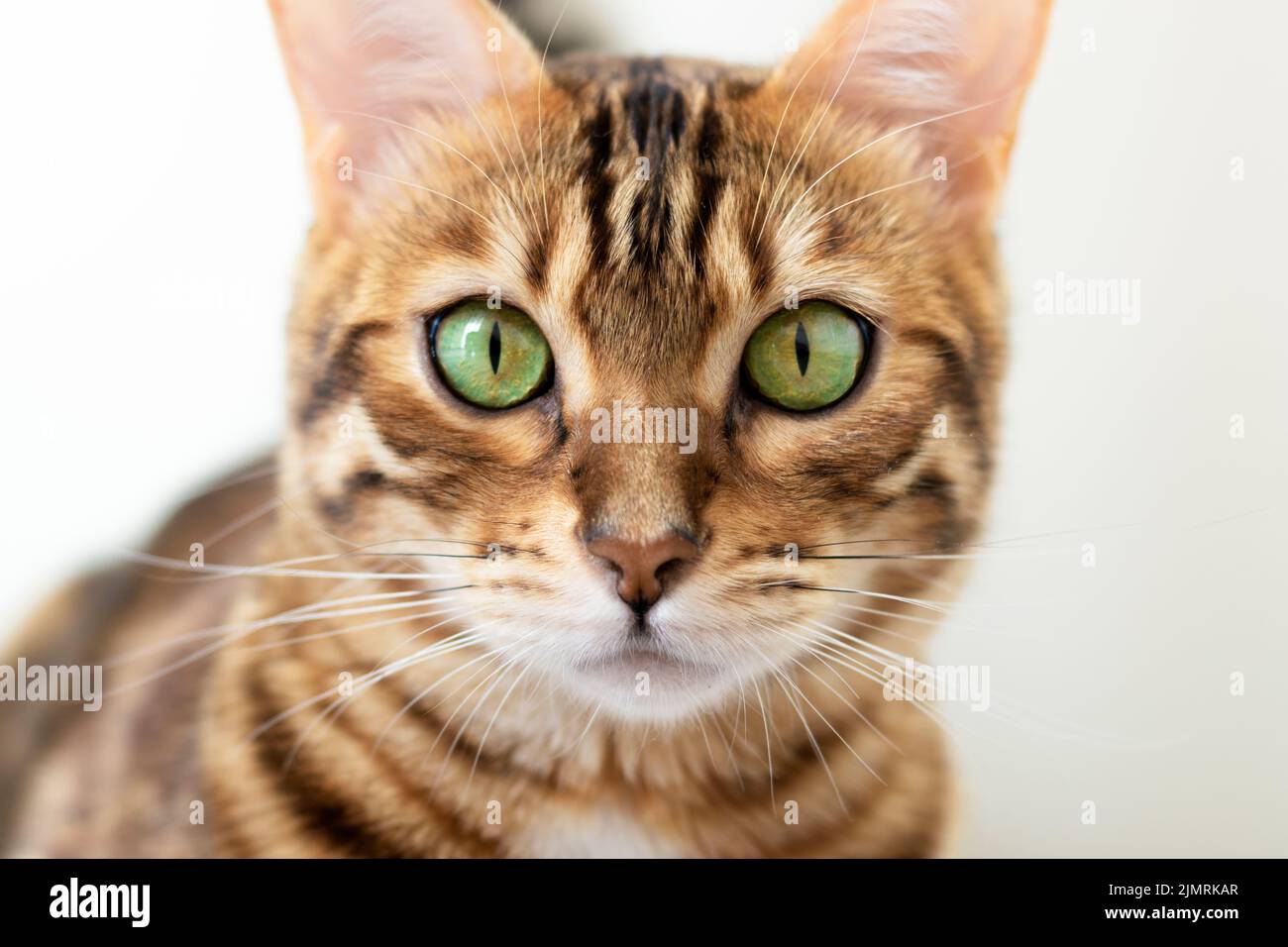 Close-up portrait of a bengal cat Stock Photo - Alamy