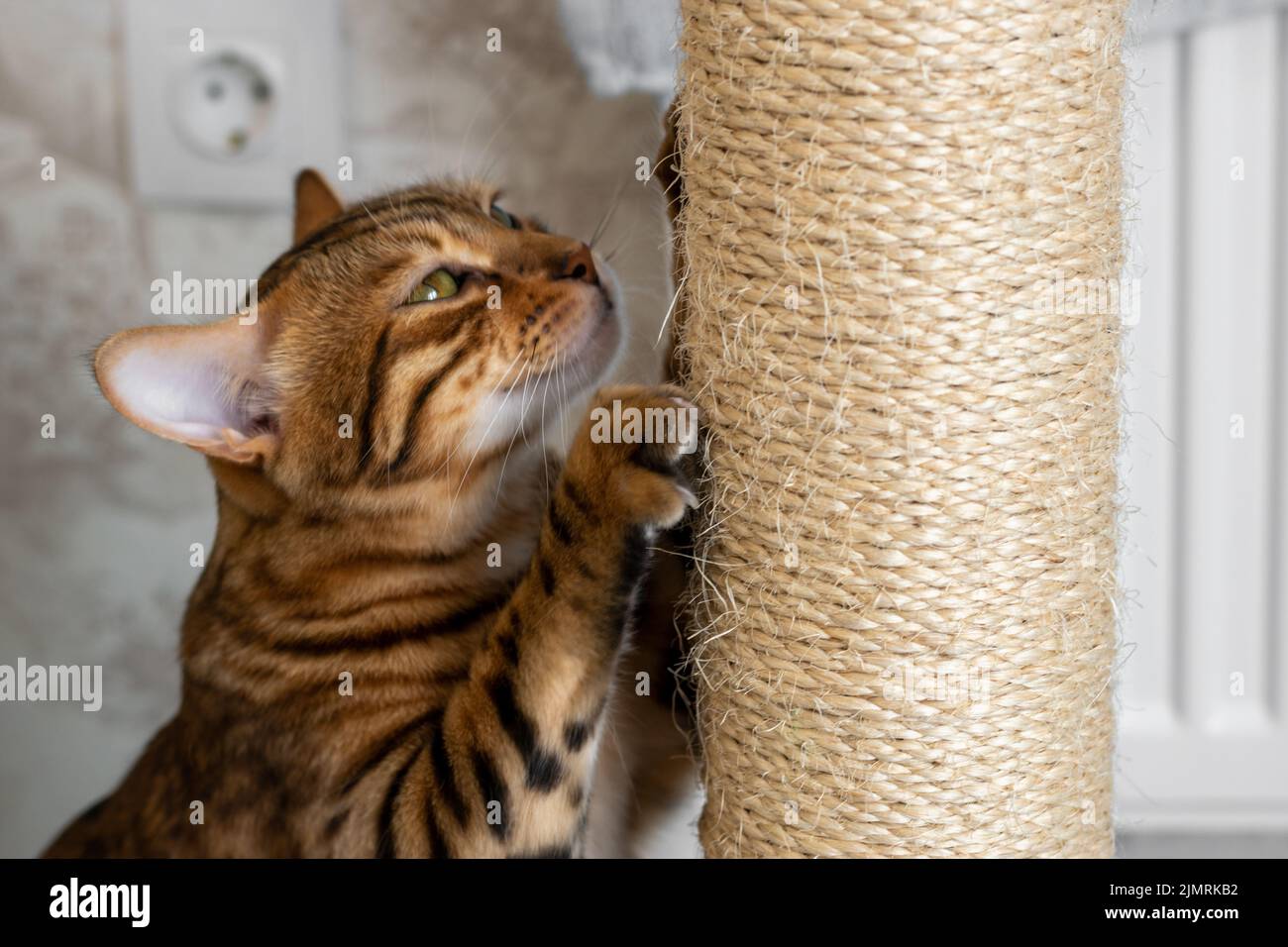 Female claw claws hi-res stock photography and images - Alamy