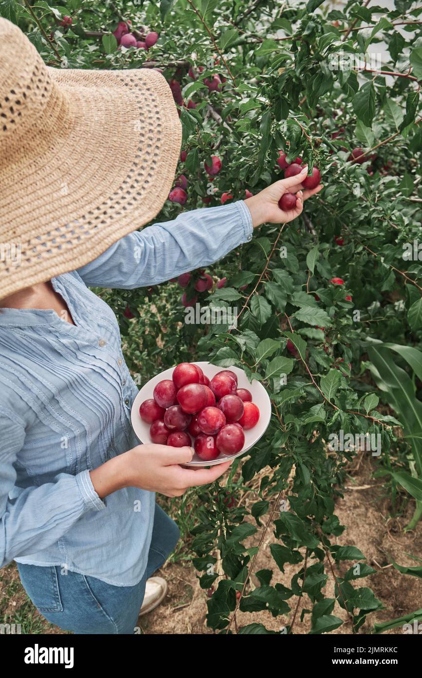 Unrecognizable female gardener in a hat picking plums into a bowl in ...